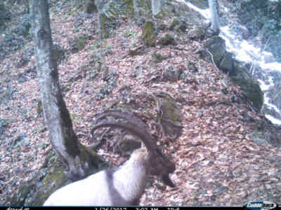 ლაგოდეხის ნაკრძალში ნიამორი გამოჩნდა | akhalitaoba.ge