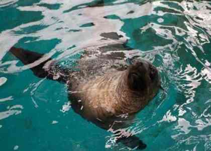 რუსეთიდან გამოპარული სელაპი ფოთში იპოვეს | akhalitaoba.ge