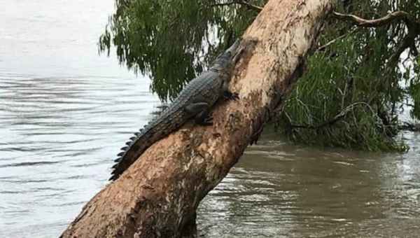 ჩაძირულ ქალაქში ნიანგები და გველები გამოვიდნენ - ვიდეო | akhalitaoba.ge