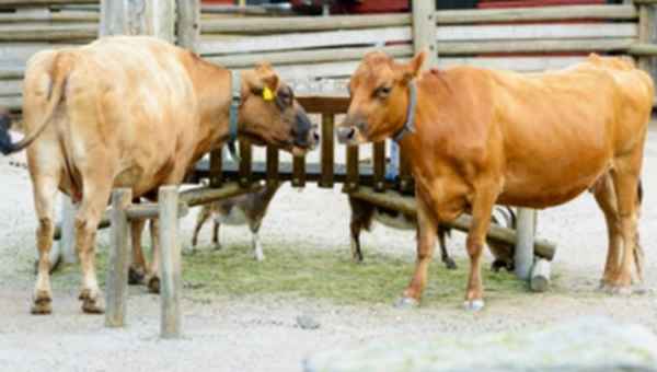 დაეკისრებათ თუ არა გადასახადი ოჯახებს, რომელთაც 2 და მეტი ძროხა ჰყავთ ...