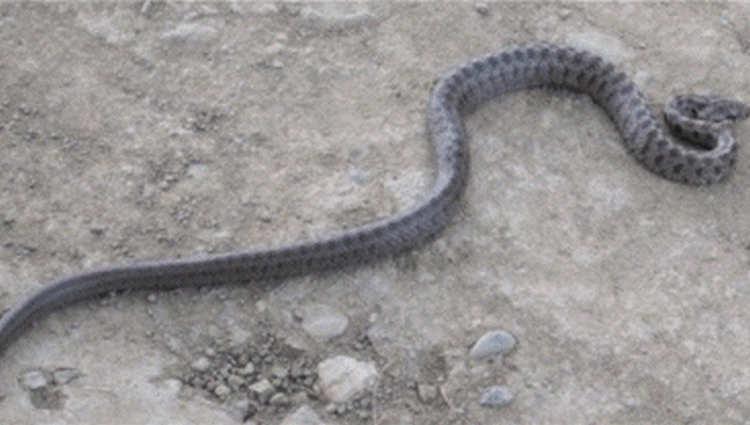 სოფელ ხიდისთავის საბავშვო ბაღში გველი შეიპარა | akhalitaoba.ge