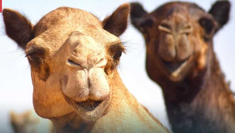 40 აქლემი ბოტოქსის გამო სილამაზის კონკურსიდან მოხსნეს | akhalitaoba.ge